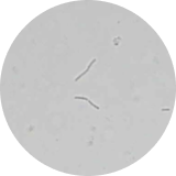 Microscopic organisms