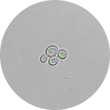 Yeast